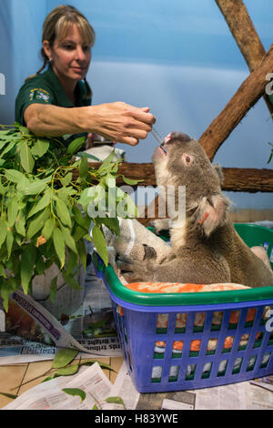 Koala (Phascolarctos cinereus) male sick with chlamydia, Currumbin ...