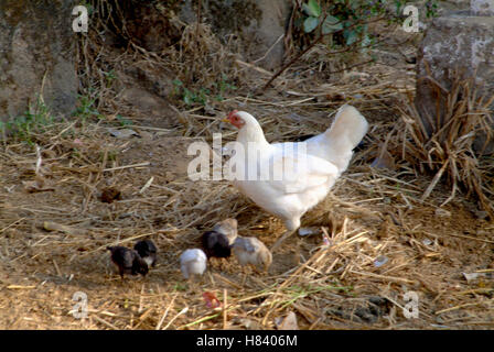 Indian chickens in a rural indian village. Andhra Pradesh, India Stock ...
