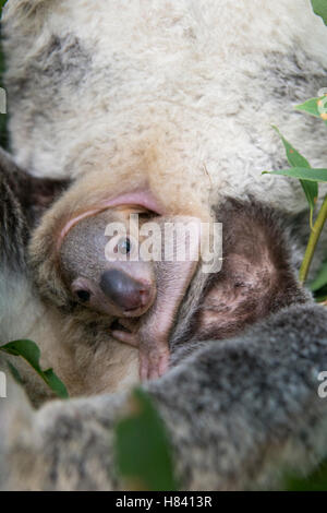 Koala (Phascolarctos cinereus) five month old joey climbing out of pouch to nuzzle mother ...