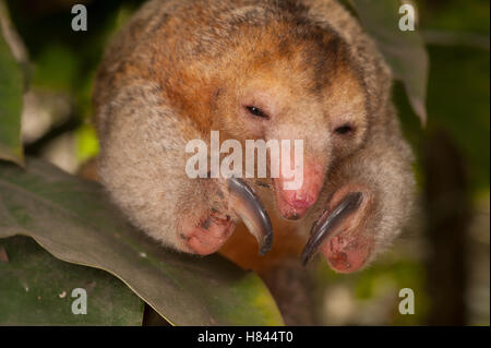 Pygmy Anteater (Cyclopes didactylus) in the rainforest, Costa Rica ...