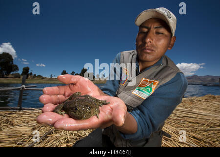 Lake Titicaca Frog (Telmatobius culeus) the world's largest aquatic ...