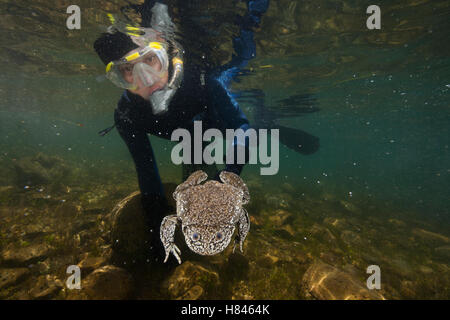 Lake Titicaca Frog (Telmatobius culeus) swimming underwater in Lake ...