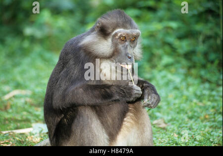 Macaca tonkeana, Tonkean Macaque Stock Photo - Alamy