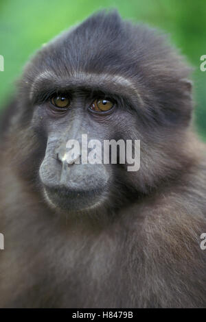Macaca tonkeana, Tonkean Macaque Stock Photo - Alamy