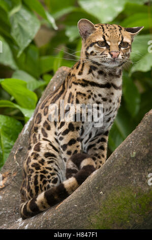 Margay (Leopardus wiedii), native to Central and South America Stock ...