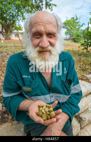 Nonda Plum (Parinari nonda) fruit, Lockhart River, Queensland ...