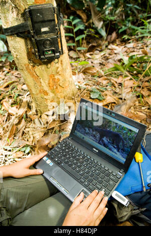 African Golden Cat (Profelis aurata), native to Africa Stock Photo - Alamy
