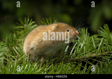 Red Tree Vole (Arborimus longicaudus) male among Douglas-fir ...