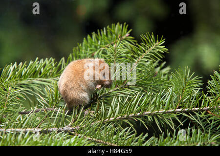 Red Tree Vole (Arborimus longicaudus) male among Douglas-fir ...