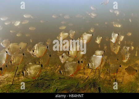 Silver Tetra (Tetragonopterus argenteus) in flooded field, Pantanal ...