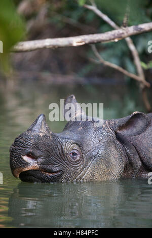 Javan Rhinoceros (Rhinoceros sondaicus) in river, Ujung Kulon National ...