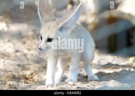 Fennec fox, (Vulpes zerda) near its burrow , Photographed in Israel ...