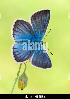 Damon Blue (Agrodiaetus damon) butterfly on grass, Netherlands Stock ...