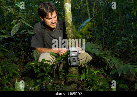 African Golden Cat (Profelis aurata), native to Africa Stock Photo - Alamy