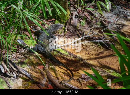 Water Monitor lizard in Sarawak Borneo river Stock Photo - Alamy