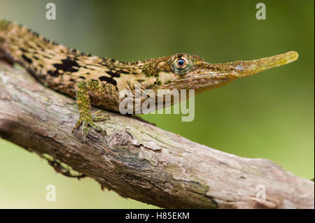 Horned Anole (Anolis proboscis) male, Mindo, Pichincha, Ecuador Stock ...