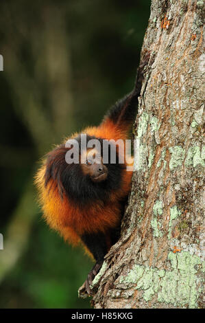 Black-faced Lion Tamarin (Leontopithecus caissara), Superagui National ...