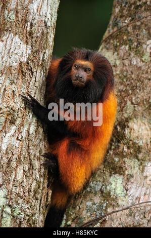 Black-faced Lion Tamarin (Leontopithecus caissara), Superagui National ...