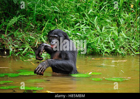 Bonobo (Pan paniscus) walking through water, Lola Ya Bonobo Sanctuary ...