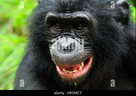 Bonobo (Pan paniscus) in defensive posture, Lola Ya Bonobo Sanctuary ...