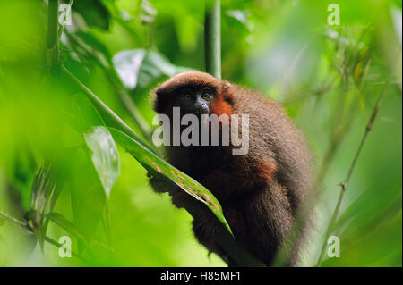 Brown Titi (Callicebus brunneus), Tambopata-Candamo Nature Reserve ...