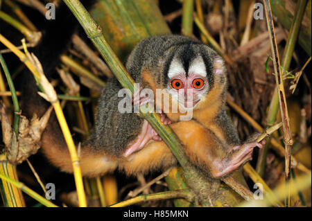 Black-headed Night Monkey (Aotus nigriceps) at night, Tambopata-Candamo Nature Reserve, Peru ...