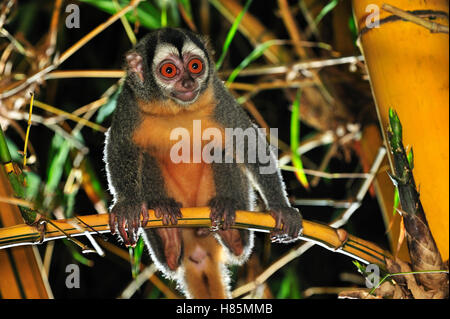 Black-headed Night Monkey (Aotus nigriceps), Tambopata-Candamo Nature ...