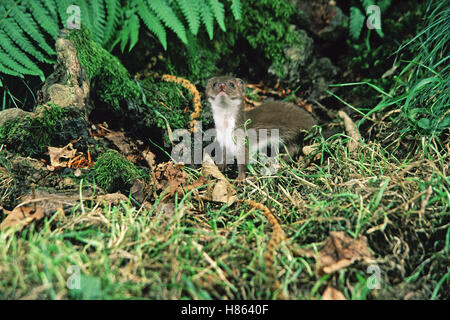 Weasel mustela nivalis smallest carnivore mammal long slender body ...