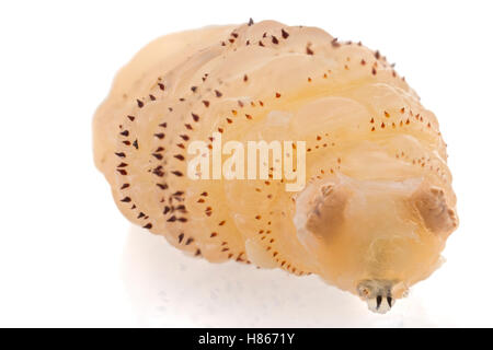 Human Botfly (Dermatobia hominis) third instar larva, Belize Stock ...