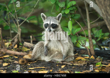 Cozumel raccoon (Procyon pygmaeus Stock Photo - Alamy