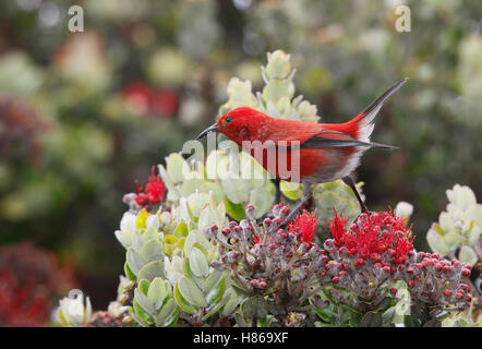 Apapane (Himatione sanguinea) on flowering plant, Hawaii Stock Photo ...