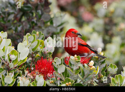 Apapane (Himatione sanguinea) on flowering plant, Hawaii Stock Photo ...