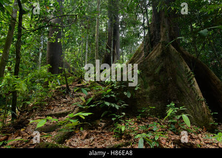 Philippine Mahogany (Shorea almon) buttress roots, Danum Valley Field ...