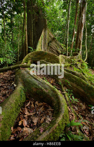 Philippine Mahogany (Shorea almon) buttress roots, Danum Valley Field ...