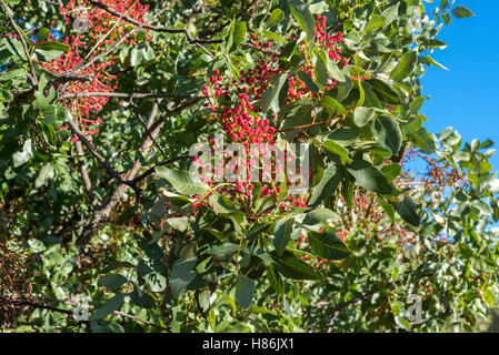 Foliage and fruits of Terebinth, Pistacia terebinthus. It is a species ...