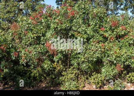 Foliage and fruits of Terebinth, Pistacia terebinthus. It is a species ...