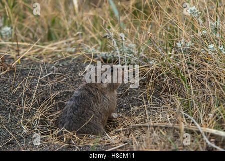 Magellanic Tuco-tuco (Ctenomys magellanicus) at burrow, Tierra Del ...
