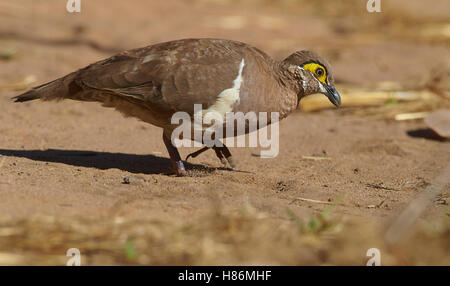 Partridge Pigeon (Geophaps smithii) foraging, Mitchell Plateau ...