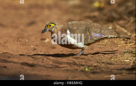 Partridge Pigeon (Geophaps smithii) foraging, Mitchell Plateau ...