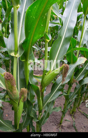 Brace roots of a corn plant Stock Photo - Alamy