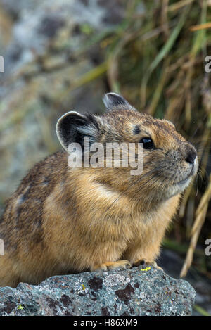 American Pika (Ochotona princeps), Yankee Boy Basin, Uncompahgre ...
