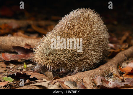 Greater Hedgehog Tenrec (Setifer setosus) clinging to tree trunk ...