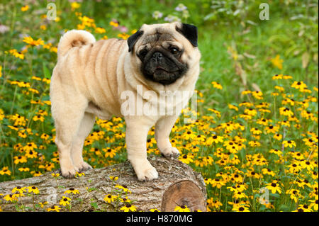 Pug (Canis familiaris) male Stock Photo - Alamy