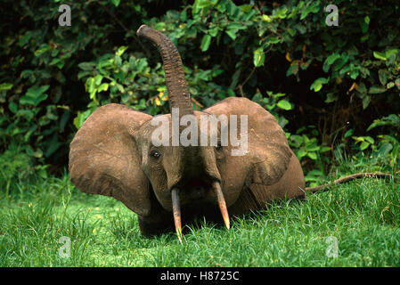 African Pygmy Elephant (Loxodonta pumilio) trumpeting, Ivory Coast ...