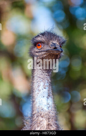 Emu australian bird with a long neck Stock Photo - Alamy
