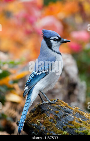 Blue Jay (Cyanocitta cristata), western Montana Stock Photo - Alamy