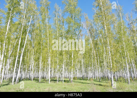 birch forest in May Stock Photo - Alamy