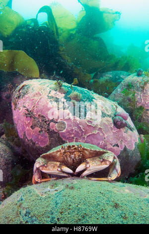 Atlantic Rock Crab (Cancer irroratus) on algae, Nova Scotia, Canada ...