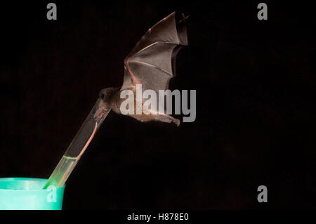 Tube-lipped Nectar Bat (Anoura fistulata) feeding on flower nectar ...