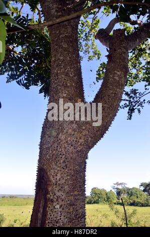 Tree trunk with nails Stock Photo - Alamy